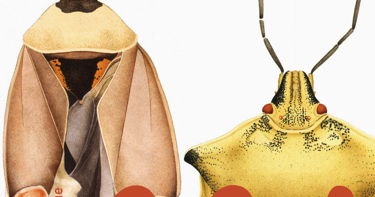 Créatures de Tchernobyl, Hugh Raffles – L’art de Cornelia Hesse ...